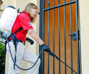 Termite Treatment Jacksonville, FL | Termite Control & Inspection Services