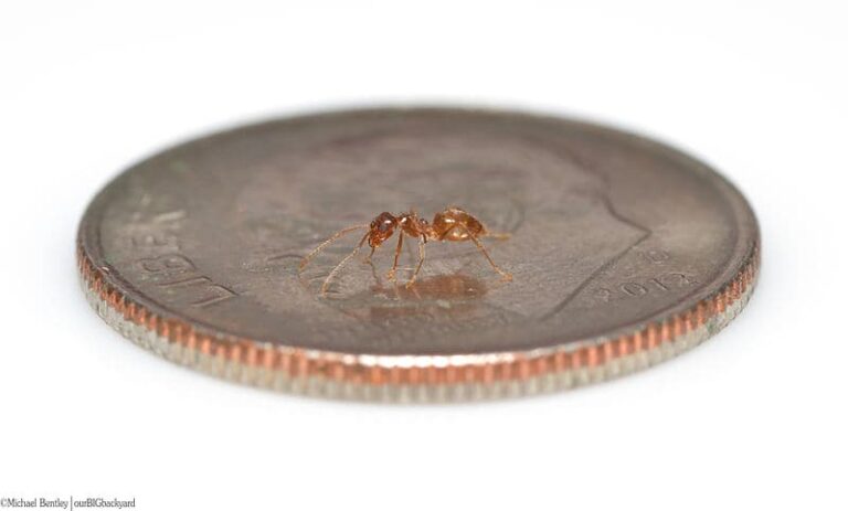 Understanding Tawny Ant Season in Florida with Turner Pest - Turner ...