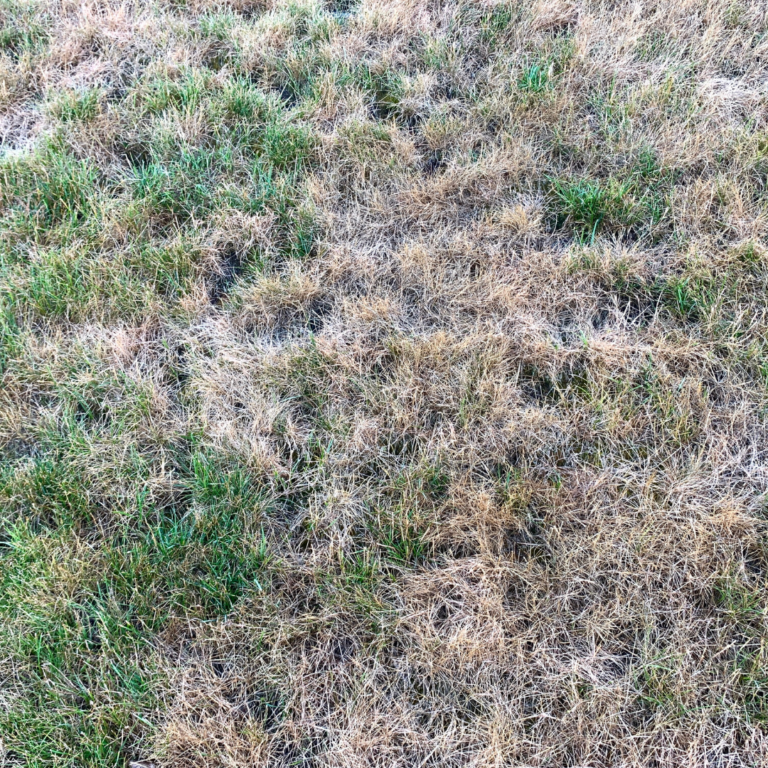 Navigating Lawn Dormancy Season in Florida: A Comprehensive Guide to ...