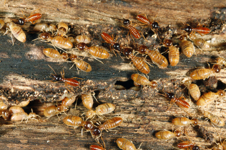 Termite Swarm Season: How to Protect Your Business from Costly Damage