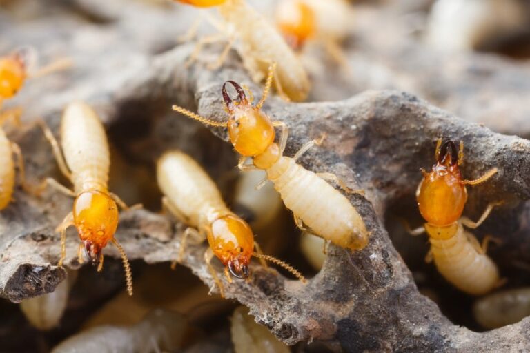Termite Swarm Season: How to Protect Your Business from Costly Damage