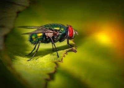 Pest Library: Flies and Filth Flies - Turner Pest Control