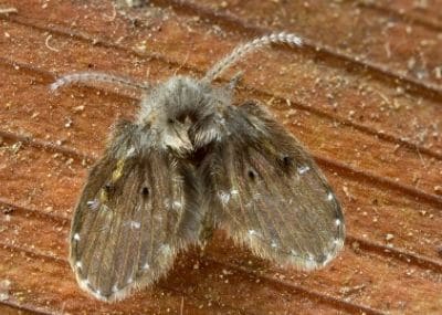 Pest Library: Flies and Filth Flies - Turner Pest Control
