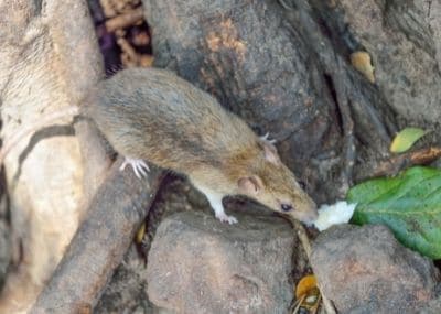 Pest Library: Rodents - Turner Pest Control