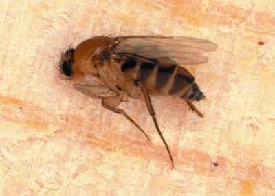 Pest Library: Flies and Filth Flies - Turner Pest Control