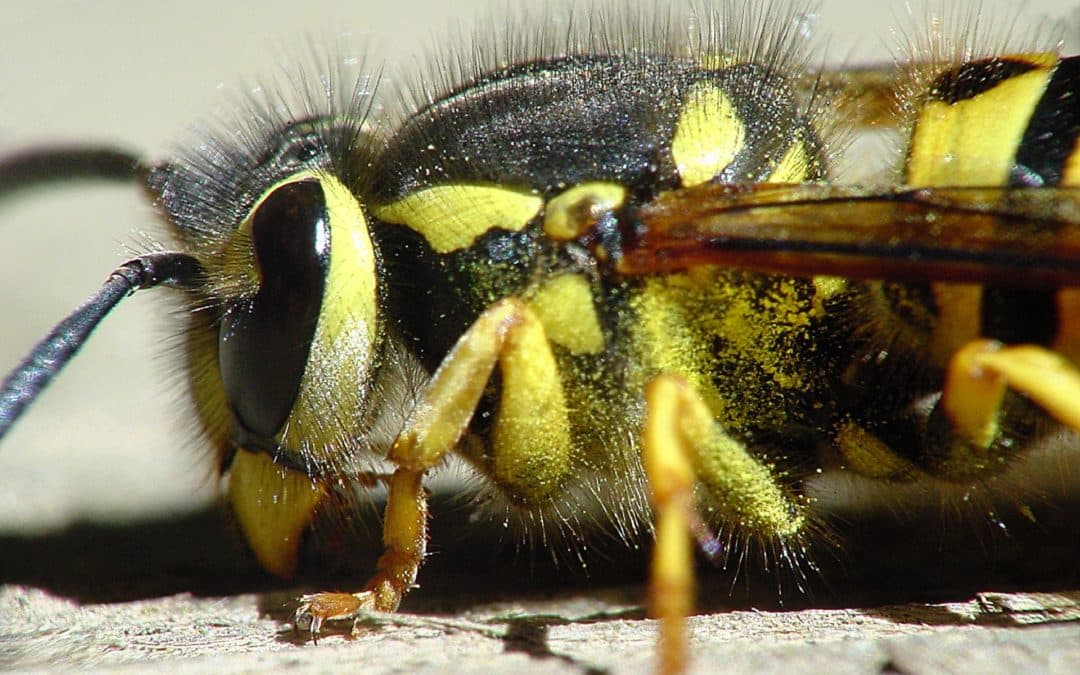 How Florida Wasps and Hornets Differ from the ‘Murder Hornet’ - Turner ...