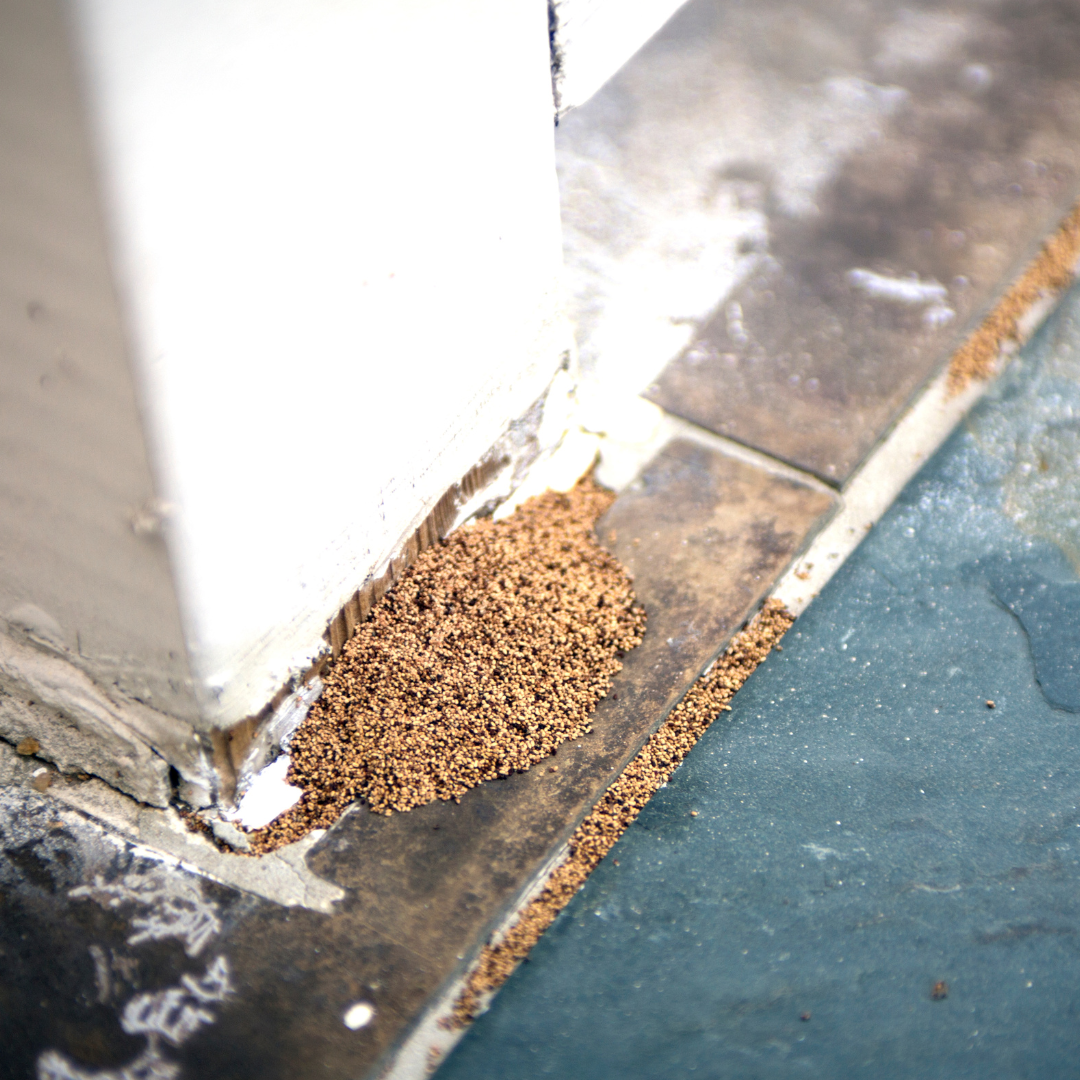 Termite Activity in Winter: Essential Insights for Homeowners