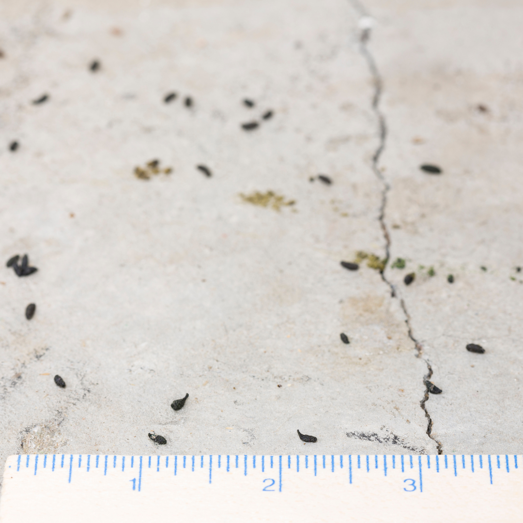 Signs You Need Wildlife Removal: Spot Wildlife Problems at Home