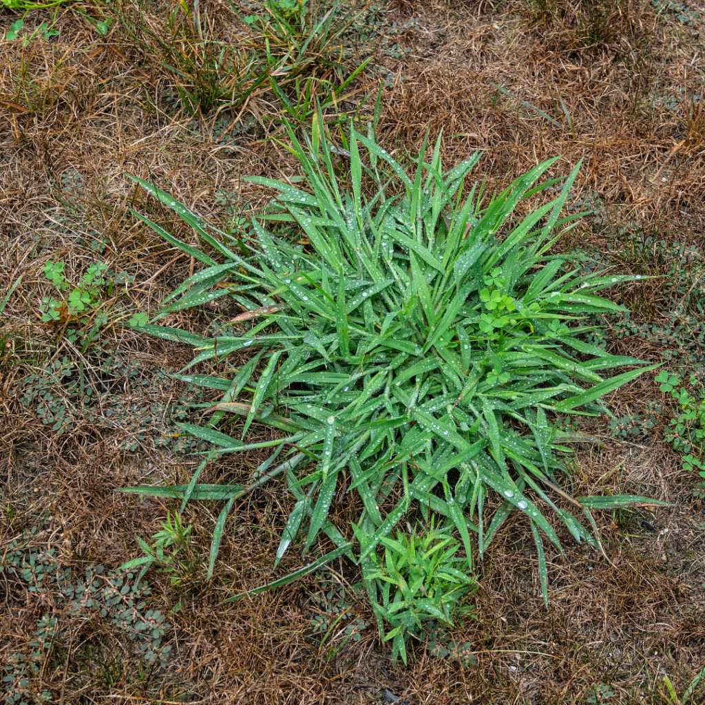 Winter Weed Management & Control | Winter Lawn Pest Control