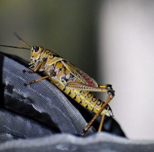 Lubber Grasshoppers: The Invasion of the Body Snatchers