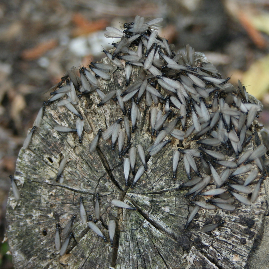 Preparing for Termite Swarming Season