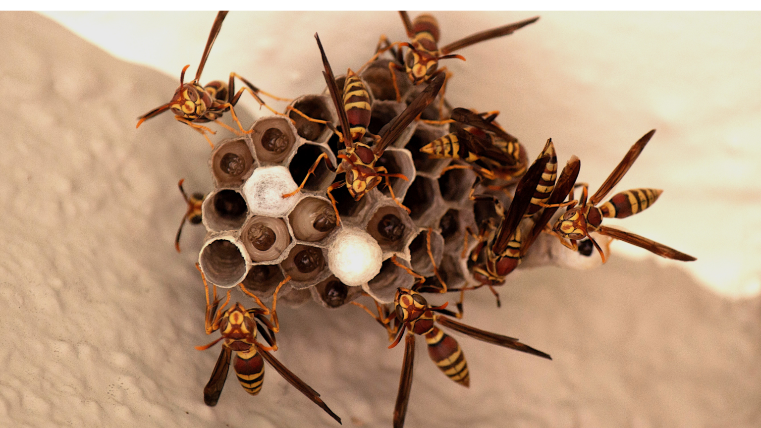 How to Keep Wasps Out of Your Yard This Spring: Wasp Prevention Tips ...
