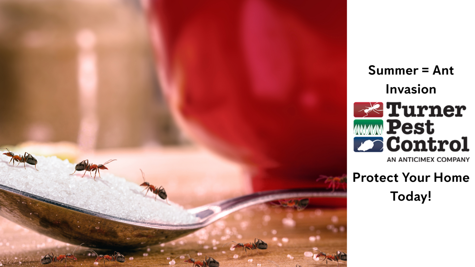 Ant Control in Florida Homes | Why Ants Invade in Summer & How to Stop Them Fast