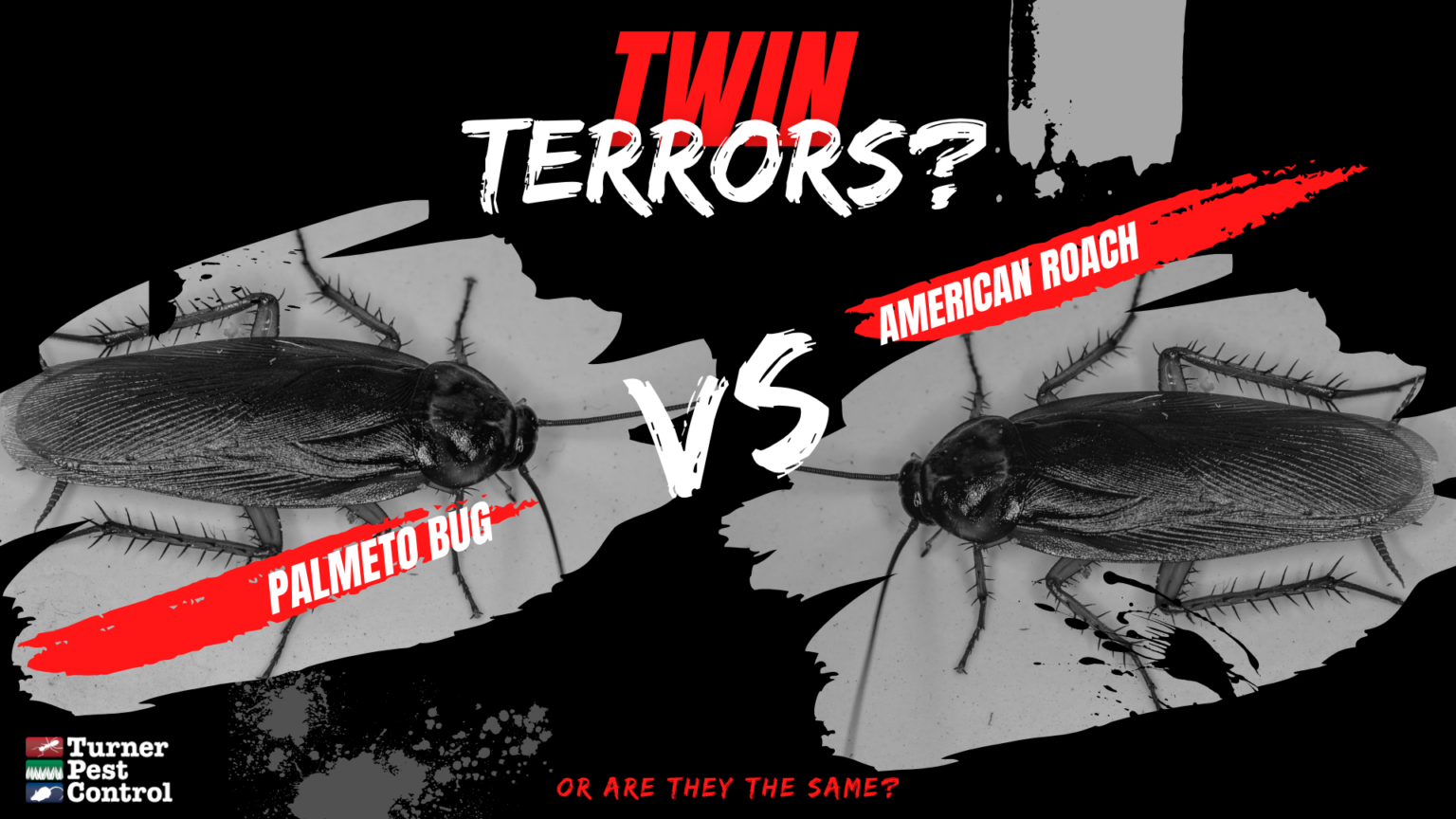 Palmetto Bug vs Cockroach: Tell the Difference Between Florida's Most ...
