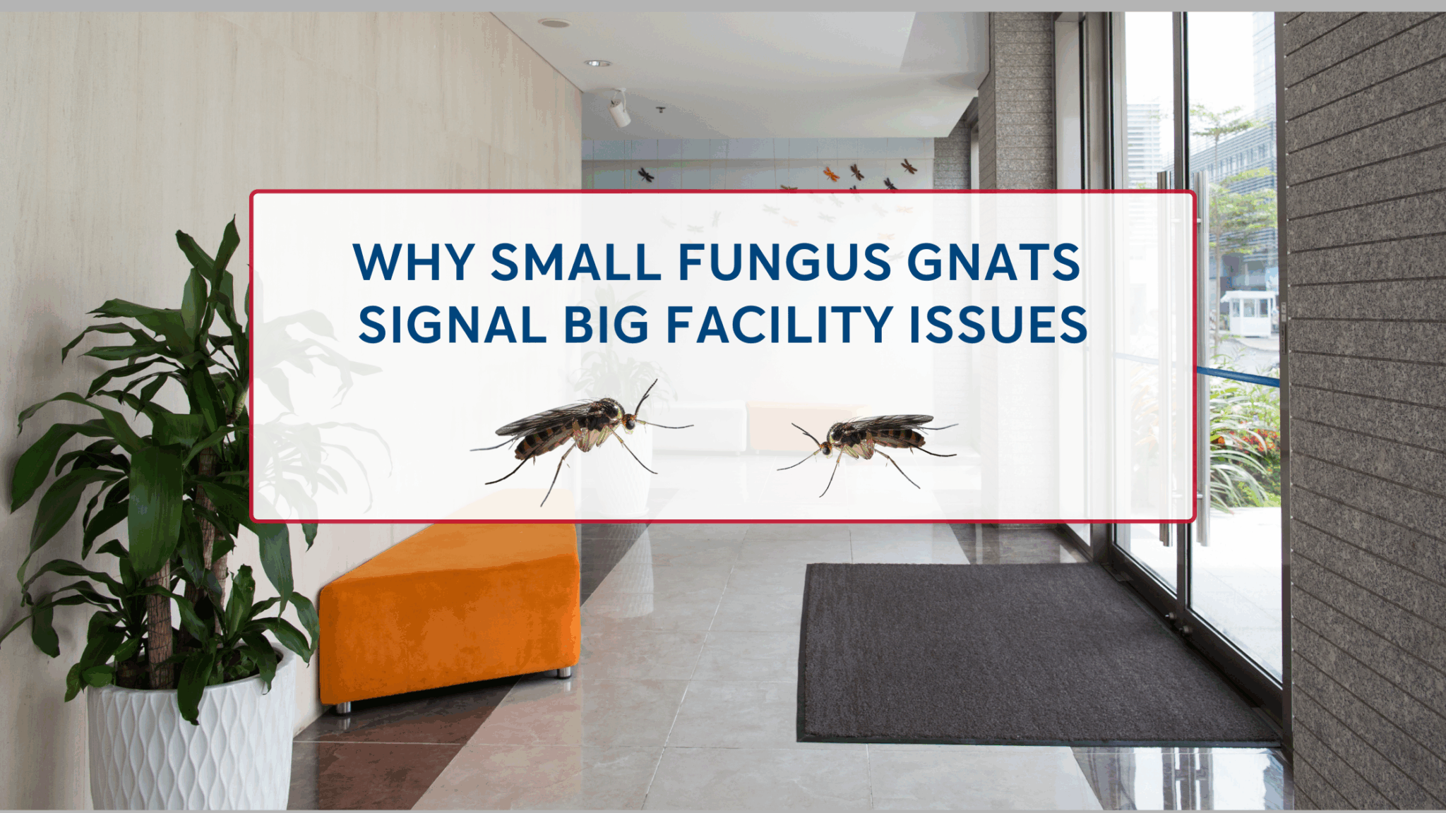 Fungus Gnats in Commercial Buildings: Causes, Warning Signs & Moisture ...