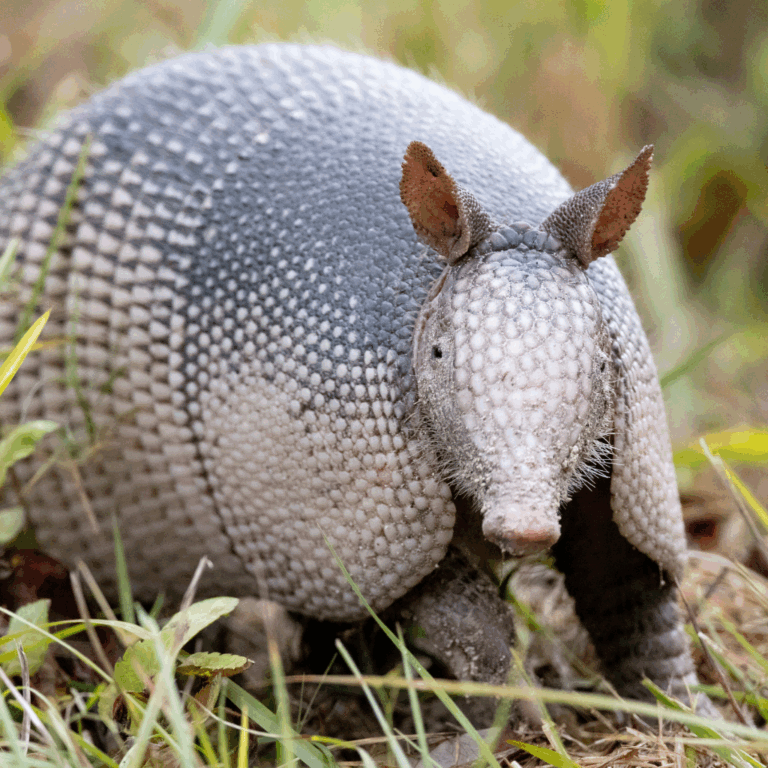 Armadillo Removal in Florida | Expert Armadillo Trapping, Control ...